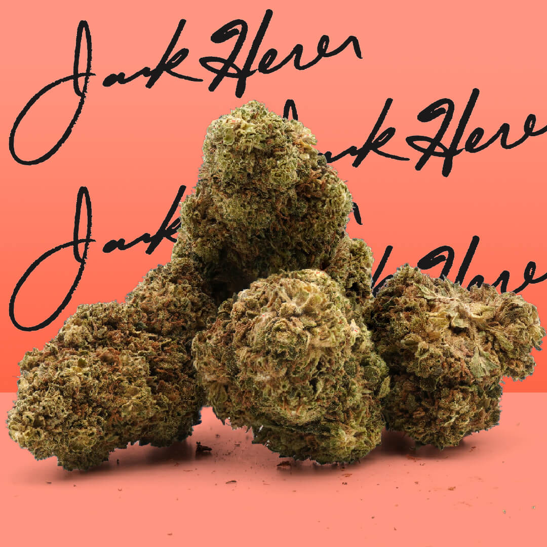 Jack Herer CBD 🧔🏻 [Sous-serre] - Fleurs naturelles de qualité