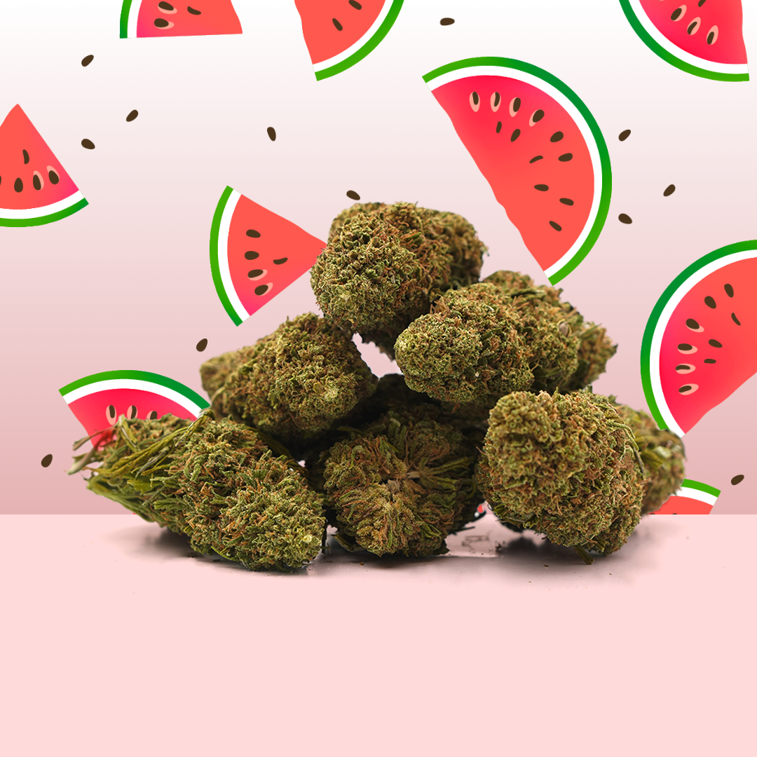 Watermelon CBD 🍉 [Outdoor] - Quality natural flowers