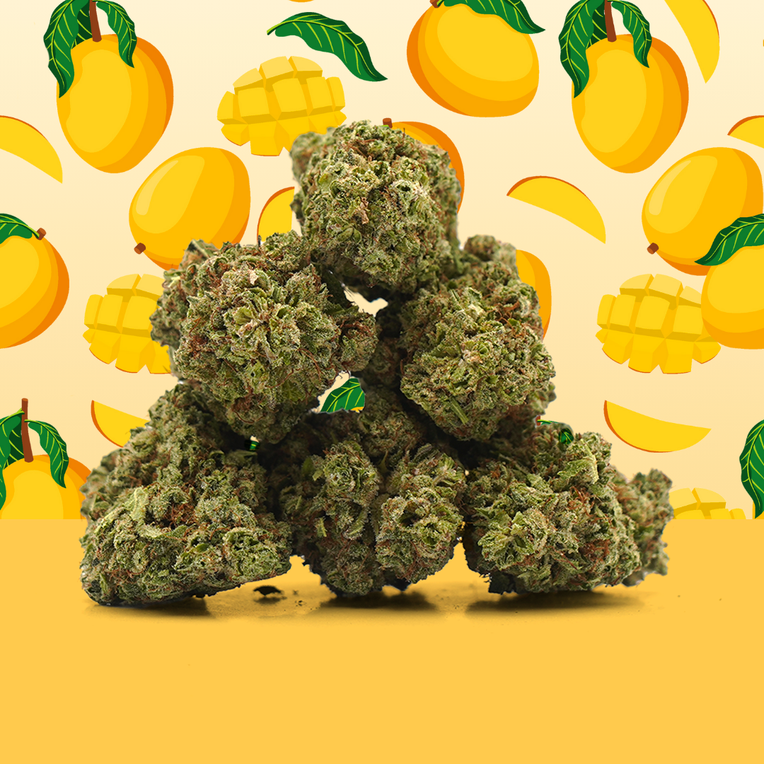 Mango Haze 🥭 [Hydroponics] - Luonnon kukkia