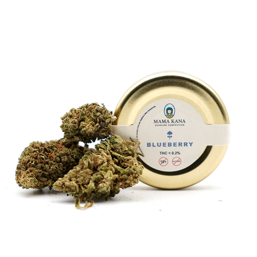 Blueberry CBD 🍇 [Sous-serre]